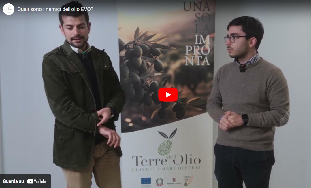 Quali sono i nemici dell’olio EVO? - Terre dell'Olio